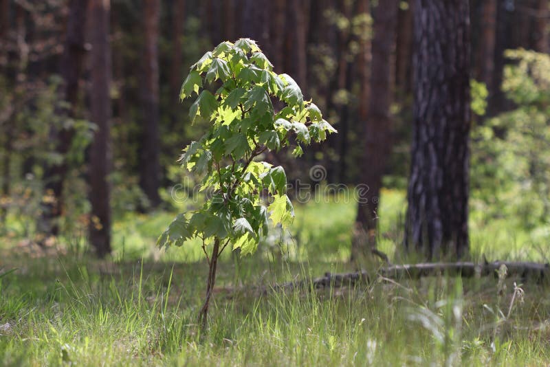 Small maple tree. stock photo. Image of flowers, grass - 219520324