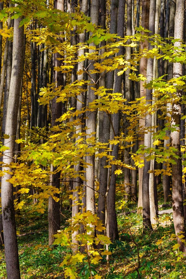 Small Maple among Trunks Tall Trees Stock Photo - Image of landscape ...