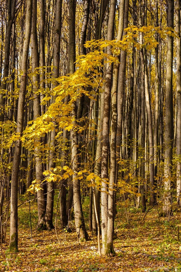 Small Maple among Trunks Tall Trees Stock Photo - Image of park, autumn ...