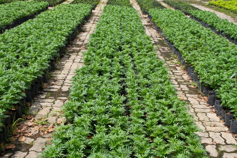 Small Marigold Flower Plant Stock Photo - Image of hope, care: 27709858