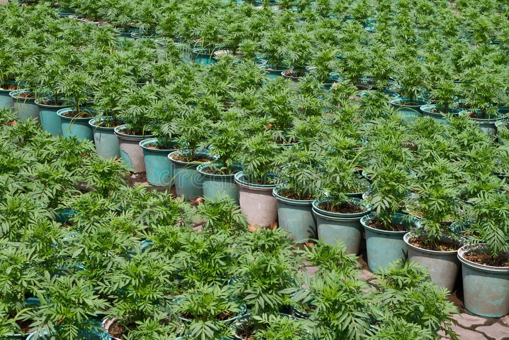 Small Marigold Flower Plant Stock Photo - Image of garden, burgeon ...