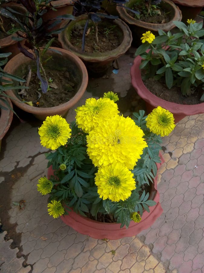 Small marigold stock image. Image of yellow, winterflower - 138914945