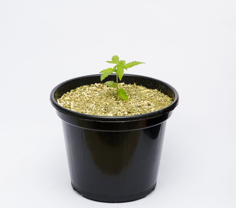 Marijuana growing phase stock photo. Image of indica - 42722622