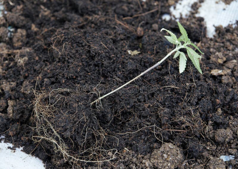Cannabis seedlings stock image. Image of sprout, natural - 284694437