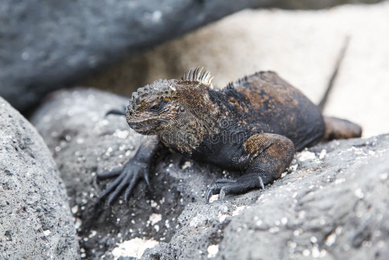 Small marine iguana stock image. Image of latin, america - 51601591