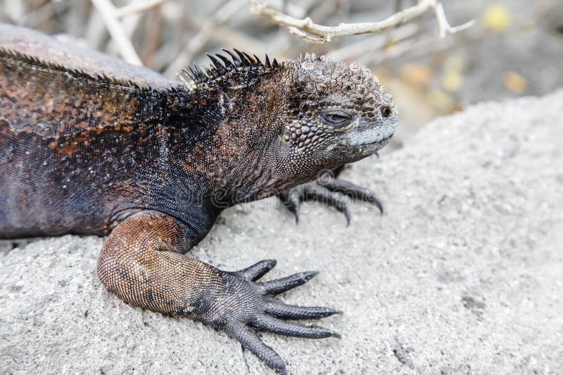 Small marine iguana stock photo. Image of park, darwin - 51602528