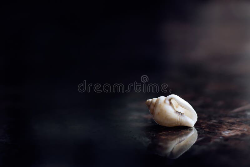 122 Pointy Shell Stock Photos - Free & Royalty-Free Stock Photos from ...