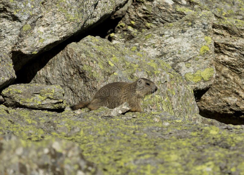 Small Marmot stock photo. Image of orsiera, mammal, outdoors - 87554398