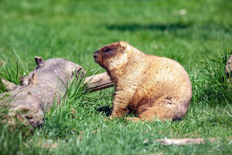 Small wild marmot stock photo. Image of european, outdoor - 127124888