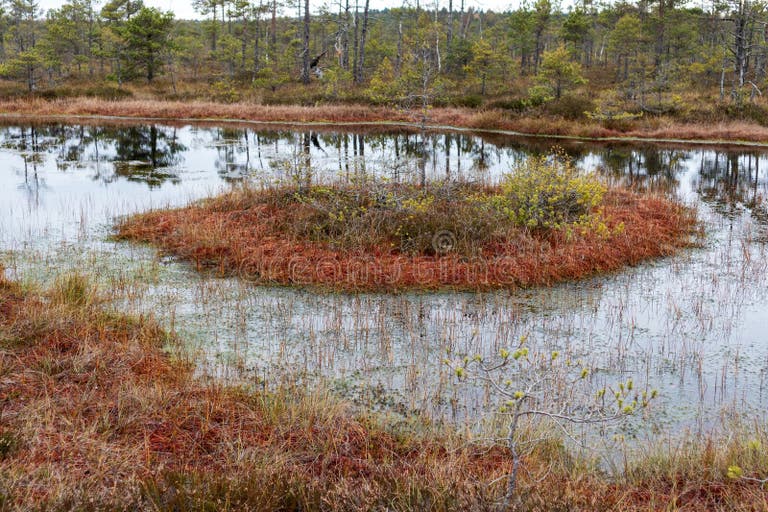 .a Small Marsh Lake with an Islet with Bushes and Trees Reflected in ...