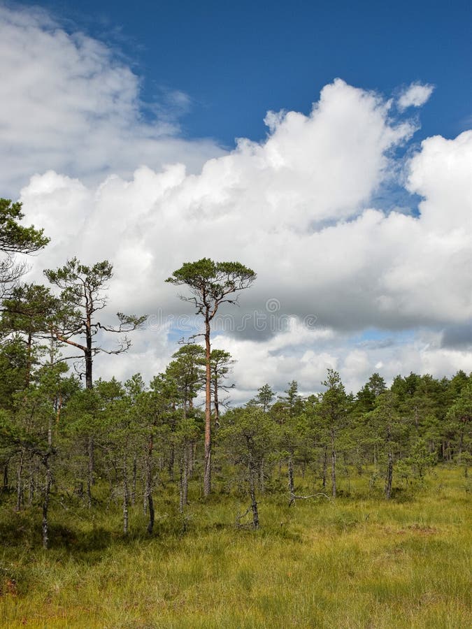 Small Marsh Pines, Fragments of Fuzzy Grass in the Foreground Stock ...