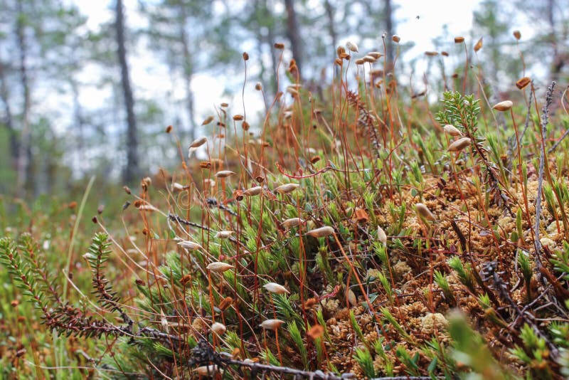 Small marsh plants stock photo. Image of nature, green - 61974114