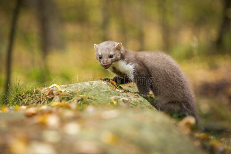 Marten nto forest stock photo. Image of head, european - 108602436