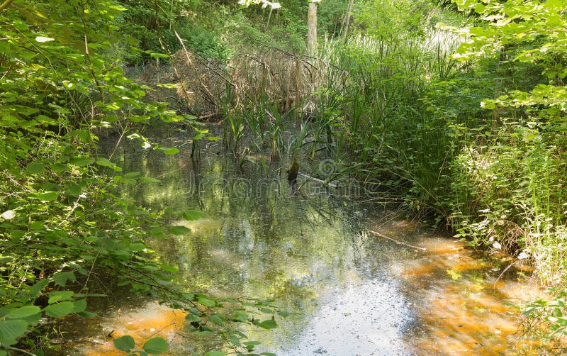 Small Meadow in Beautiful Forest Stock Photo - Image of dandelion ...