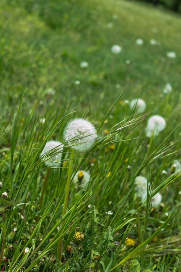 A Small Meadow of Dandelions on the Lawn in the Grass and in ...