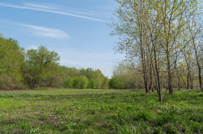 Small meadow. stock image. Image of field, county, branch - 70533431