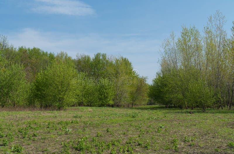 Small meadow. stock image. Image of field, county, branch - 70533431