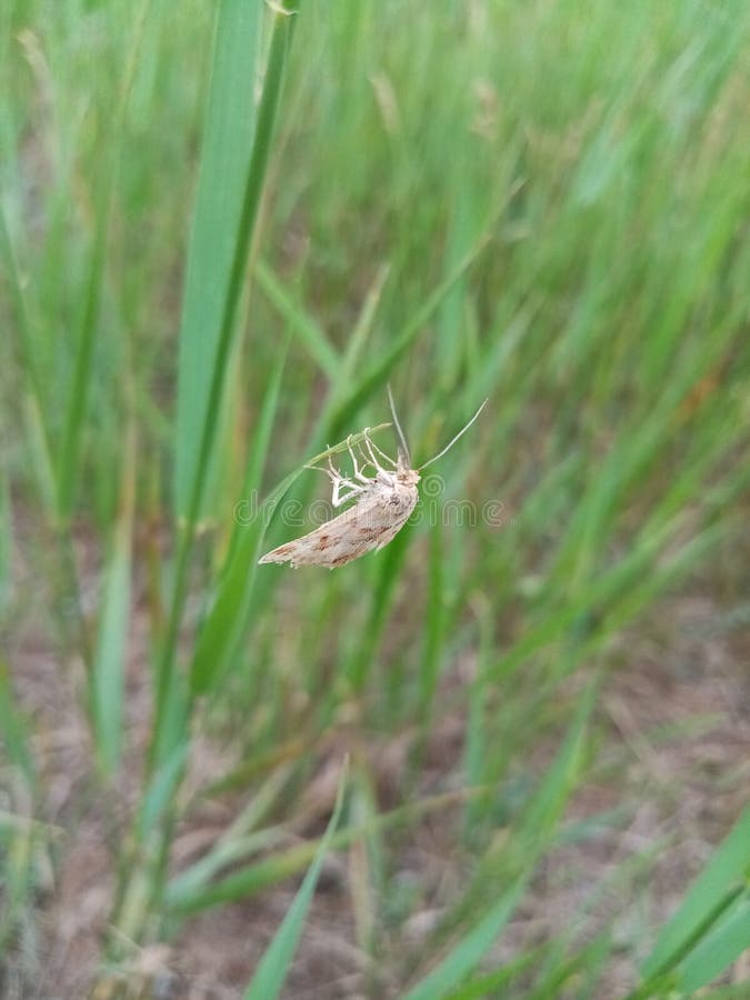 Small Meadow Moth, a Nondescript Butterfly Sits on the Tip of a Green ...