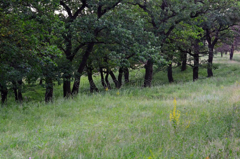 Small Meadow before Planting Trees. Stock Photo - Image of grass ...