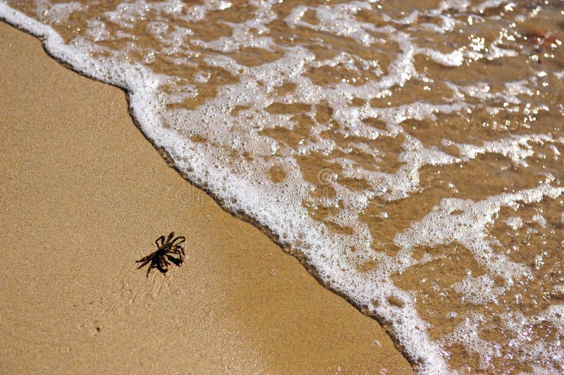 Small Mediterranean Crab Moving To Sea Stock Image - Image of animal ...