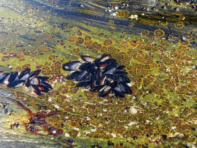 Small Mediterranean Mussels 1 Stock Photo - Image of pools, intertidal ...