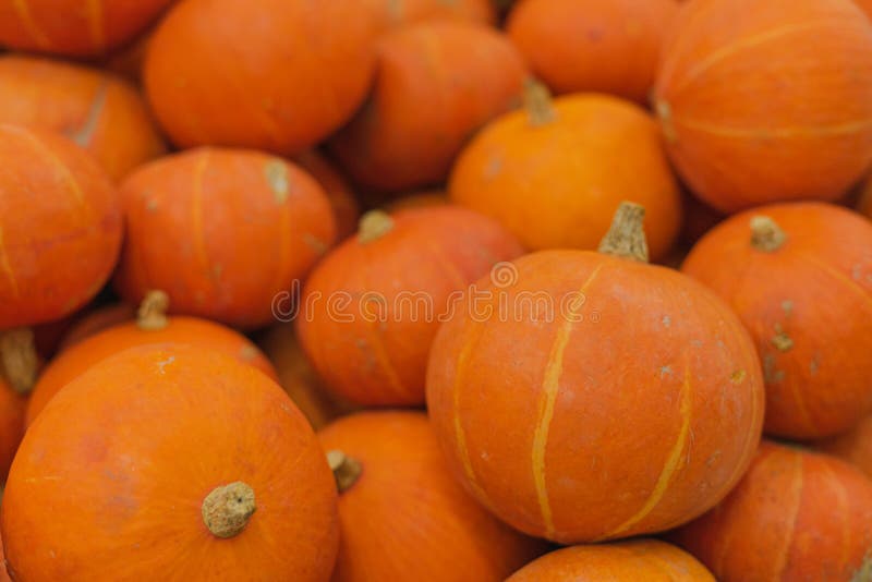 Small Medium Pumpkins on the Market Stock Image - Image of yellow, pile ...