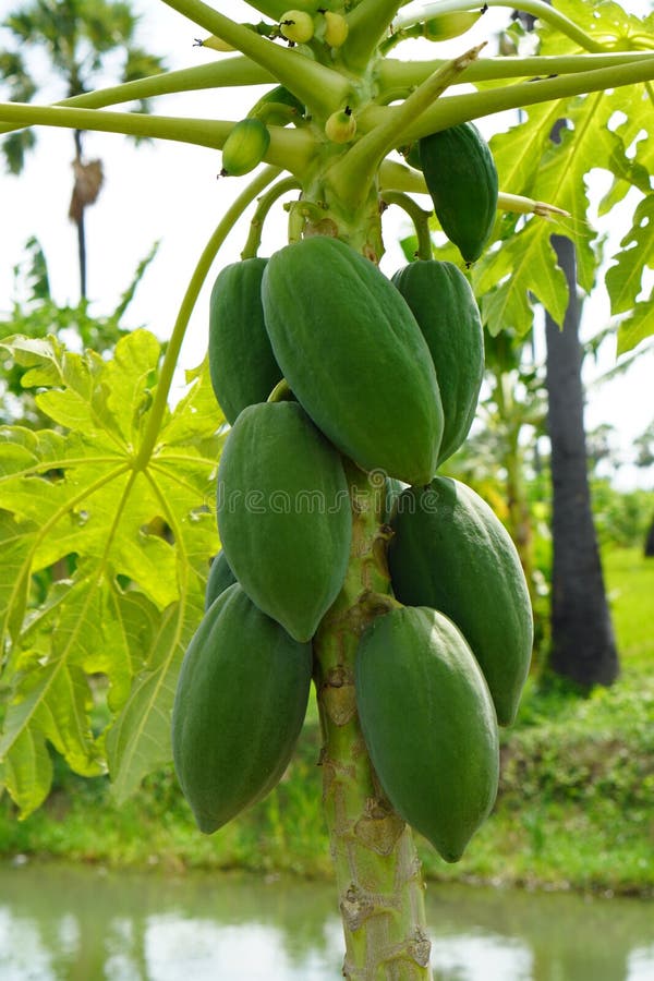 Small and Medium Round Papaya on Papaya Tree, Nature Background Stock ...