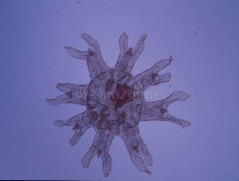 Medusa Jellyfish stock image. Image of jellyfish, sting - 44062427