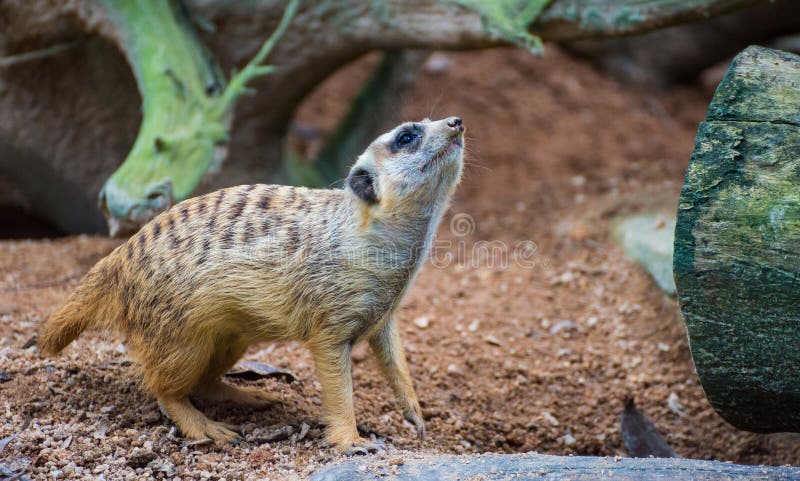 Small Meerkat stock image. Image of mammal, wild, wilderness - 31039175