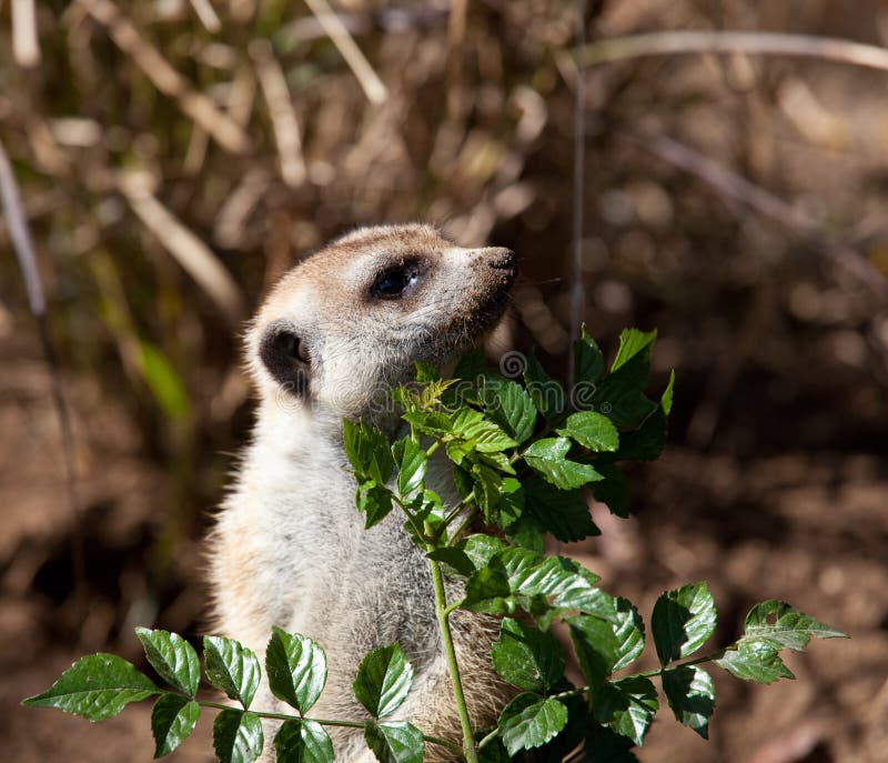 Small Meerkat Peeping Around Leaves Stock Image - Image of face, mammal ...