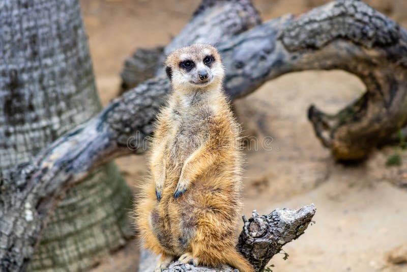 Small meerkat stock photo. Image of mammal, eyes, cute - 161736502
