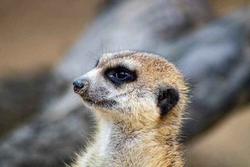 Small meerkat stock photo. Image of furry, brown, ears - 161736580