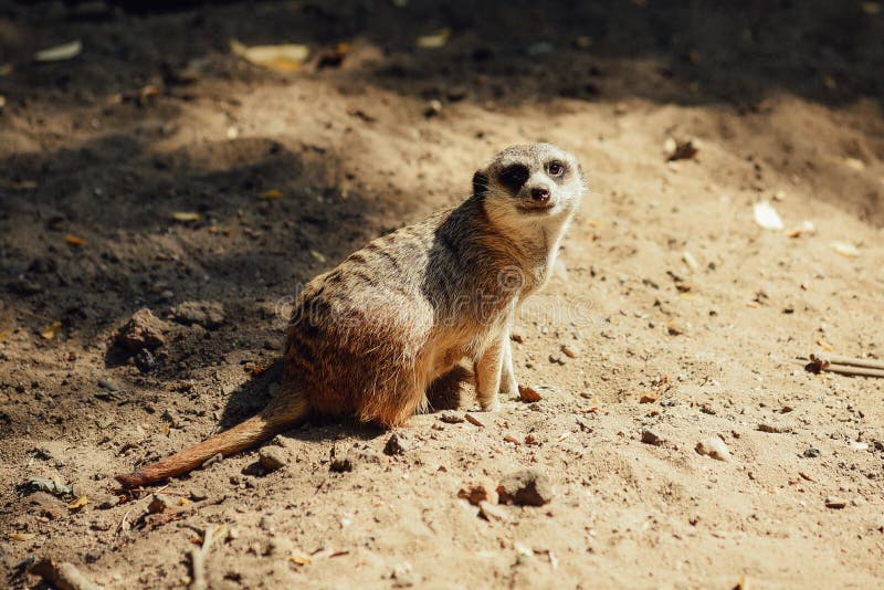 Small Meerkat Peeping Around Leaves Stock Image - Image of face, mammal ...