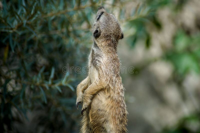 Small Meerkat Standing on a Log by Some Bushes Stock Image - Image of ...