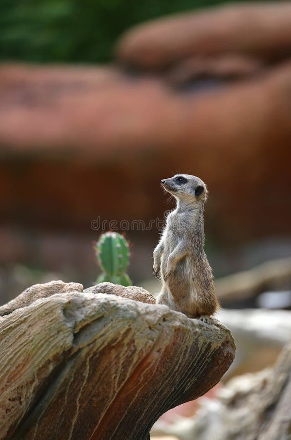 Small Meerkat Standing on the Rock of the Desert Stock Photo - Image of ...
