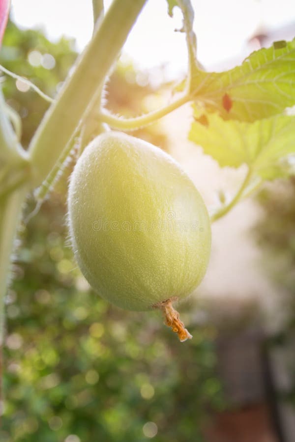 Small melon plant stock photo. Image of organic, garden - 83046656