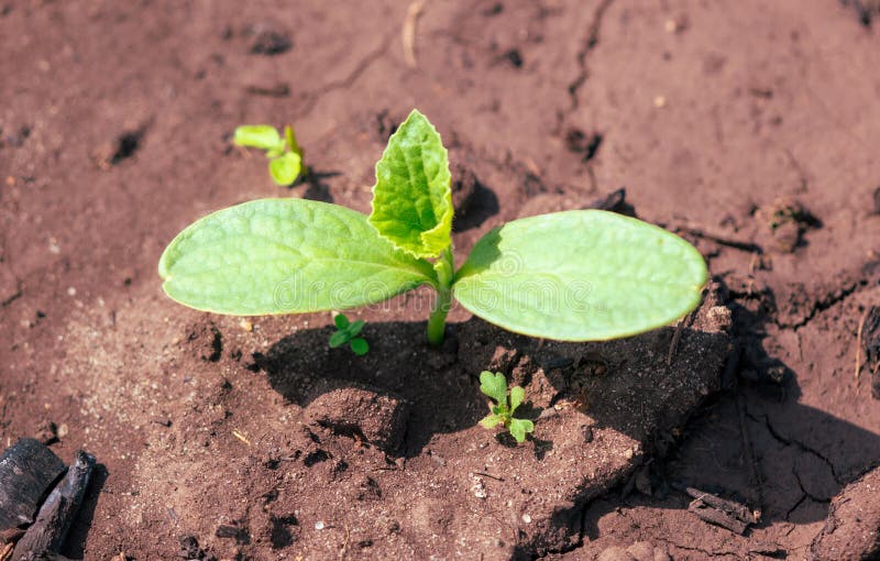 Small Melon Sprout in the Ground. Garden Stock Image - Image of ...