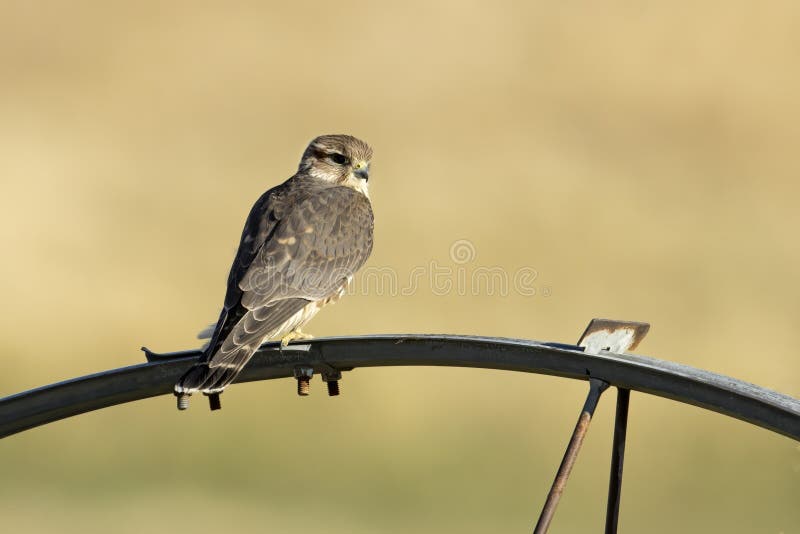 Small Merlin Falcon Perched on a Wheel Stock Image - Image of nature ...