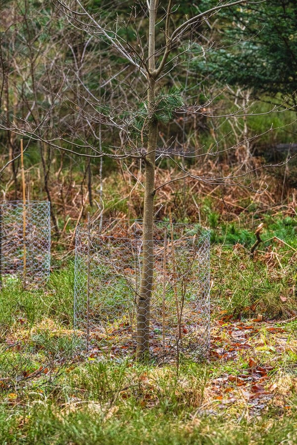 Small Metal Fence Protecting a Small Tree.. Stock Photo - Image of ...