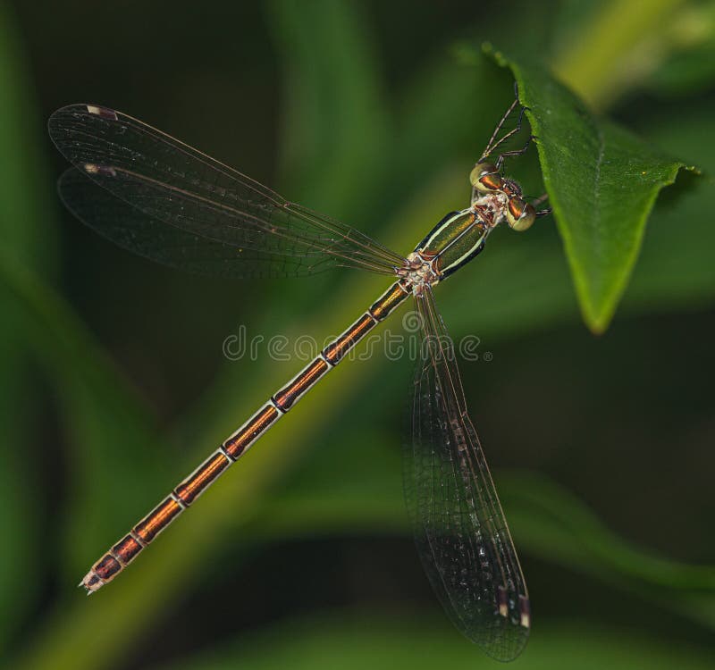 A Small Metallic Dragonfly Hung on a Green Leaf Stock Photo - Image of ...