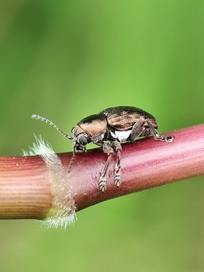This Small, Metallic Weevil & X28;Curculionidae& X29; Exhibits a Robust ...