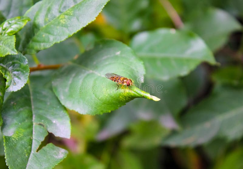A Small Midge that Sits on a Green Leaf Stock Photo - Image of mosquito ...