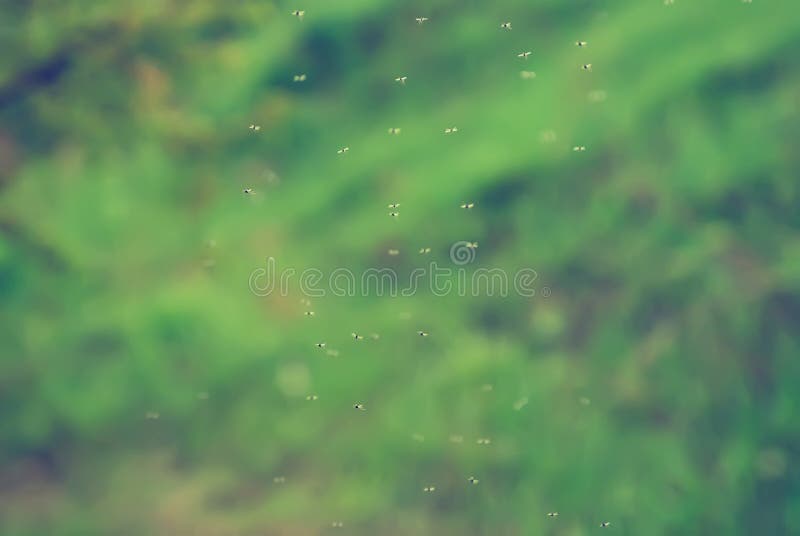 Small Flying Insects on a Background of Green Grass Stock Image - Image ...