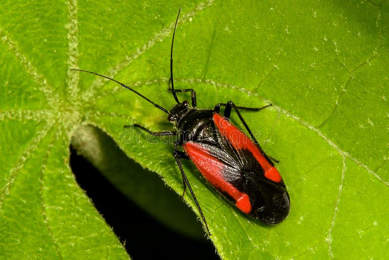 Small Milkweed Bugs Lygaeus Sp. Stock Photo - Image of limb, beauty ...