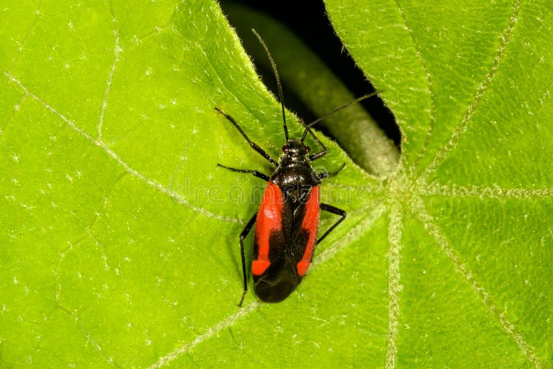 Small Milkweed Bugs Lygaeus Sp. Stock Image - Image of feather, hunting ...