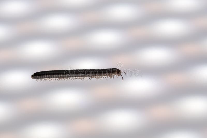 An small Millipede stock photo. Image of millipede, biology - 177674076
