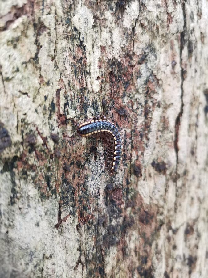 A Small Millipede on a Trunk of a Tree a Close Up Stock Photo - Image ...