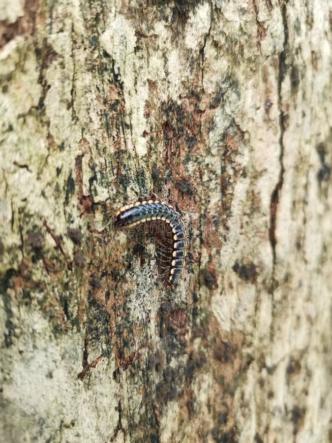 A Small Millipede on a Trunk of a Tree a Close Up Stock Image - Image ...