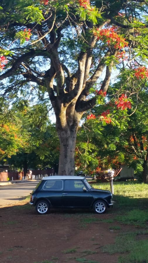 Small Mini Cooper Under a Big Tree Editorial Photography - Image of ...