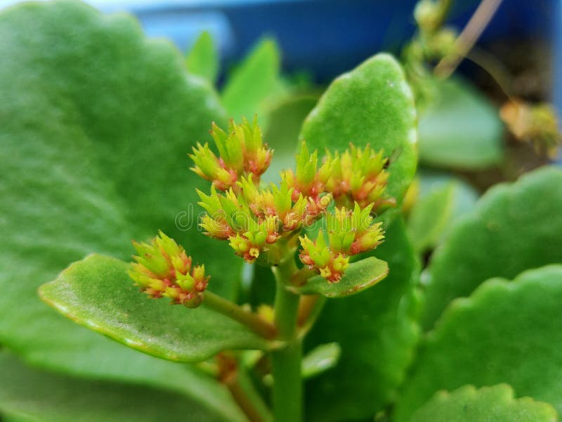 Small Mini Flower Buds in a Rubber Plant Stock Image - Image of colours ...